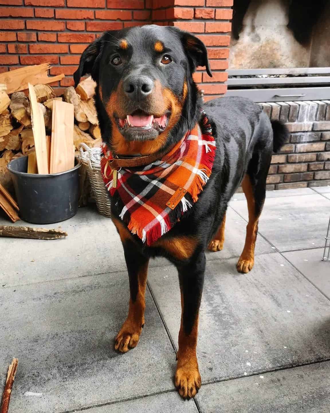 40 Bernese Mountain Dog Mixes You'll Love!