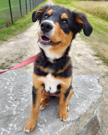 40 Bernese Mountain Dog Mixes You'll Love!