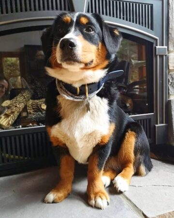 40 Bernese Mountain Dog Mixes You'll Love!