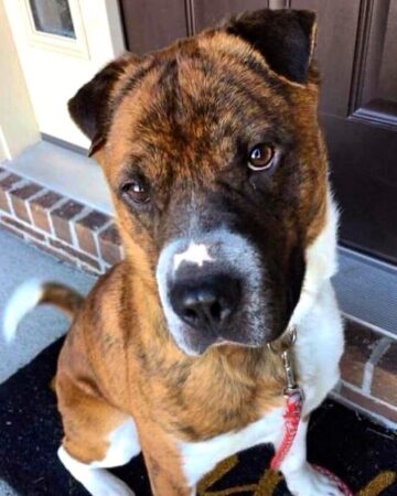 40 Bernese Mountain Dog Mixes You'll Love!