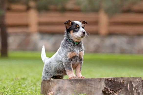 How Much to Feed a Miniature Schnauzer (Feeding Chart & Guide)