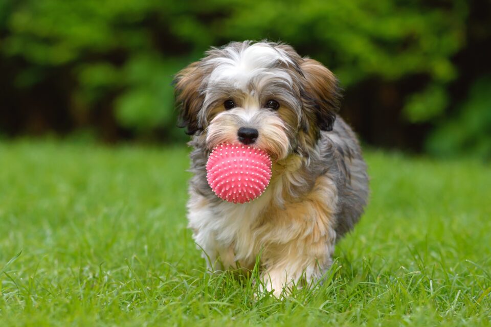 10 Best Havanese Breeders (2026): Our Top 10 Picks!