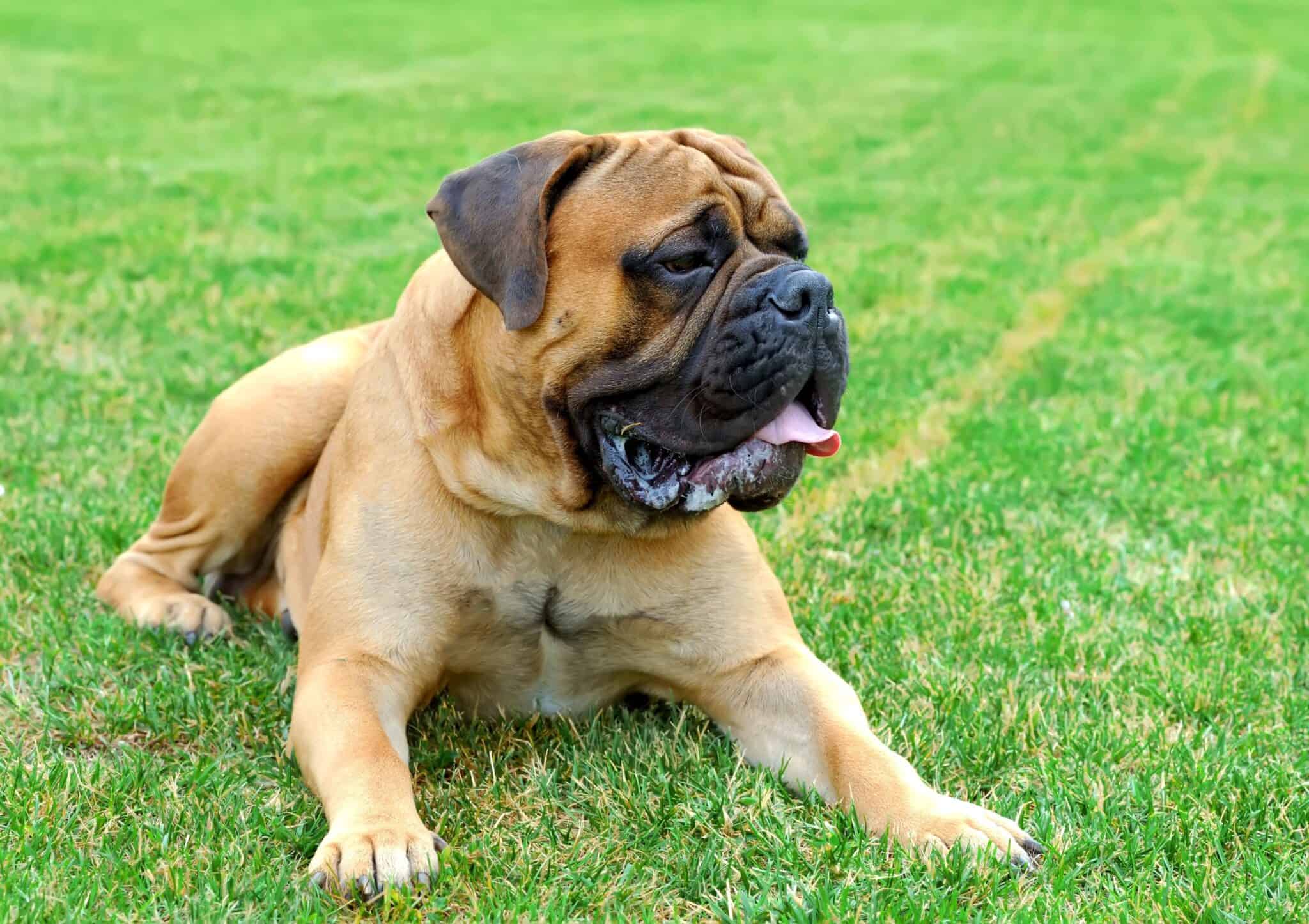 10 Best Mastiff Breeders (2026): Our Top 10 Picks! - Bubbly Pet