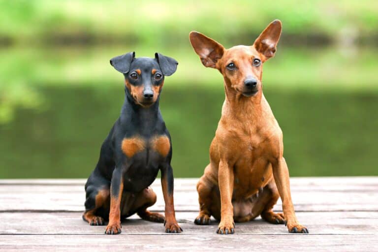10 Best Miniature Pinscher Breeders (2025): Our Top 10 Picks!
