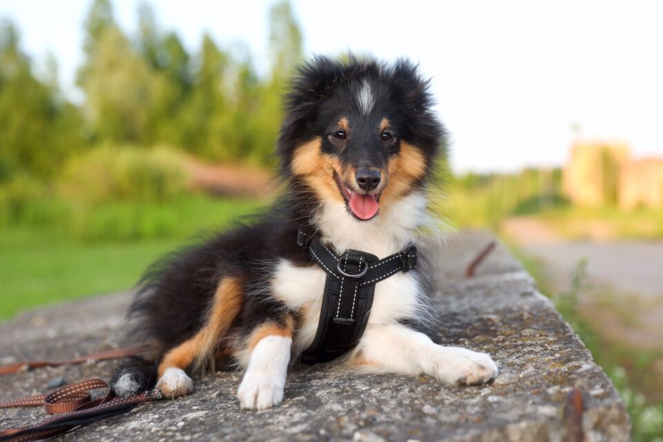 10 Best Shetland Sheepdog Breeders (2026): Our Top 10 Picks!