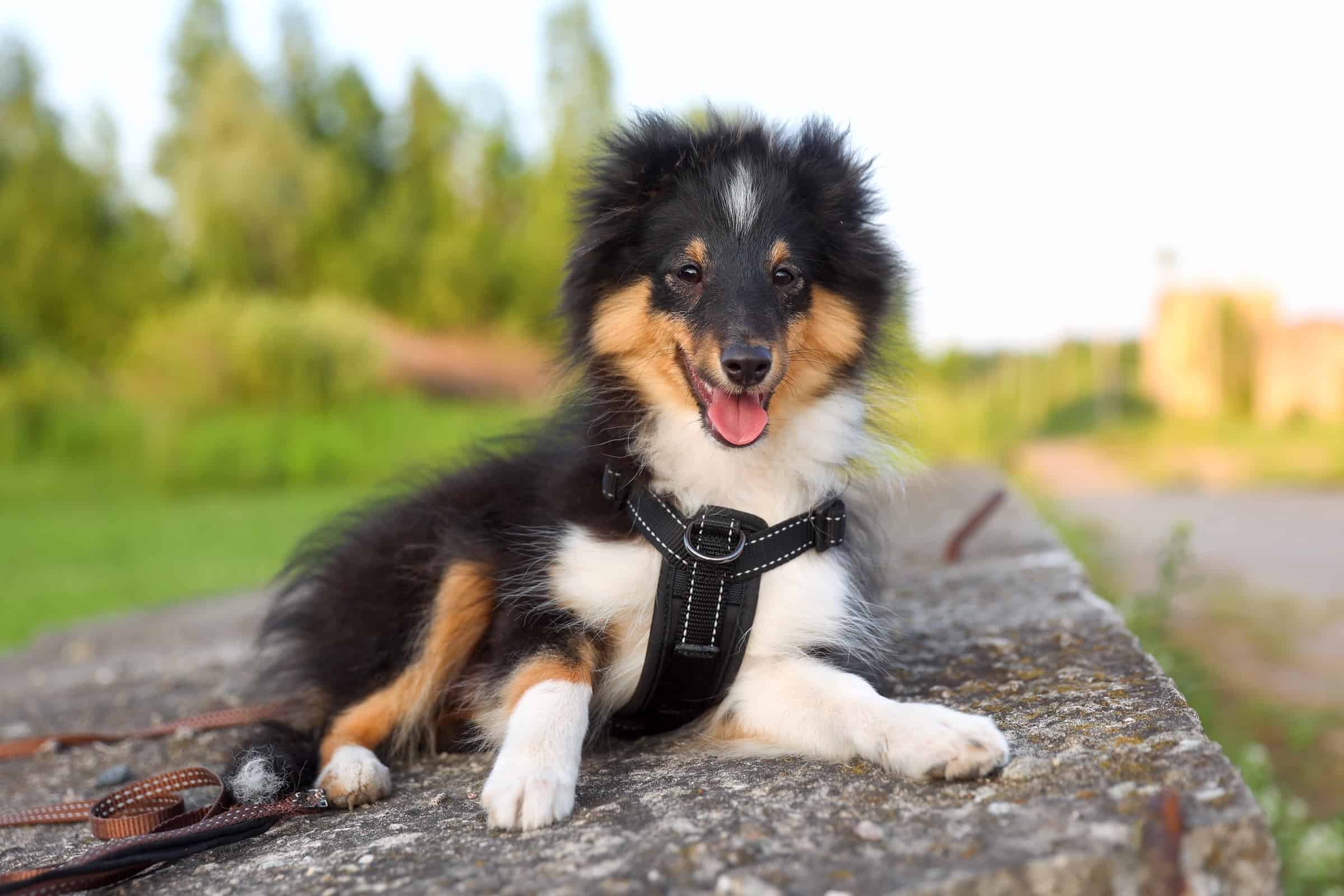 10 Best Shetland Sheepdog Breeders (2023): Our Top 10 Picks!