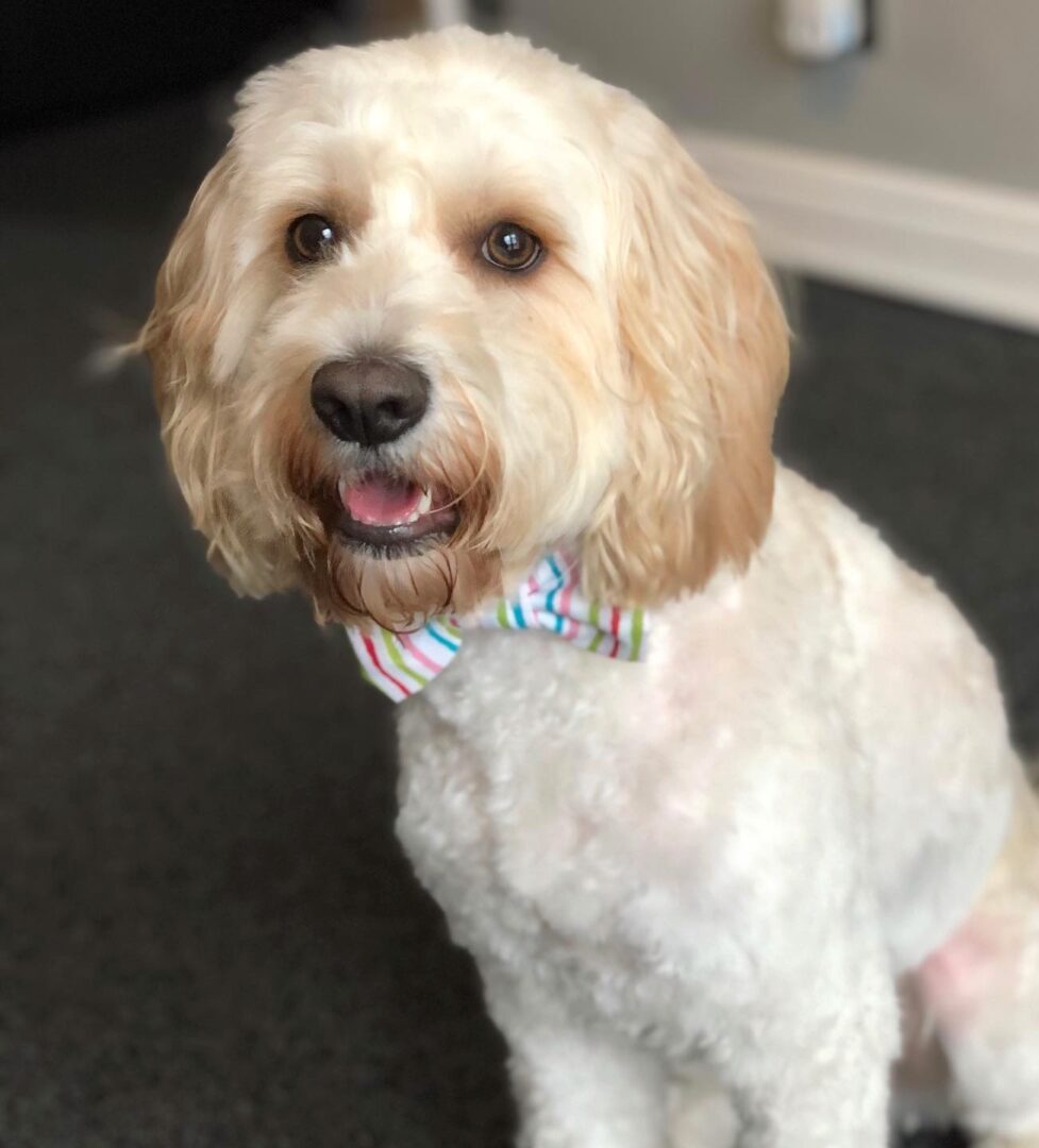 English Springer Spaniel Mixes: 28 Unique & Smart Crossbreeds