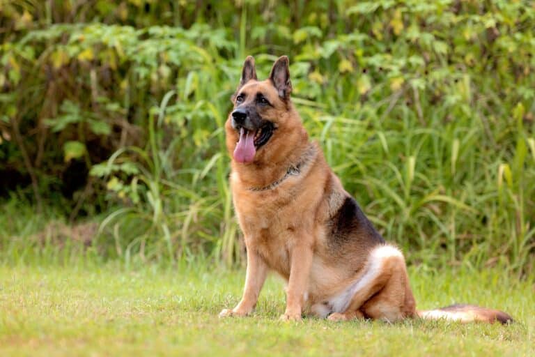 Alsatian | Dog Breed Information, Pictures, Traits & Facts