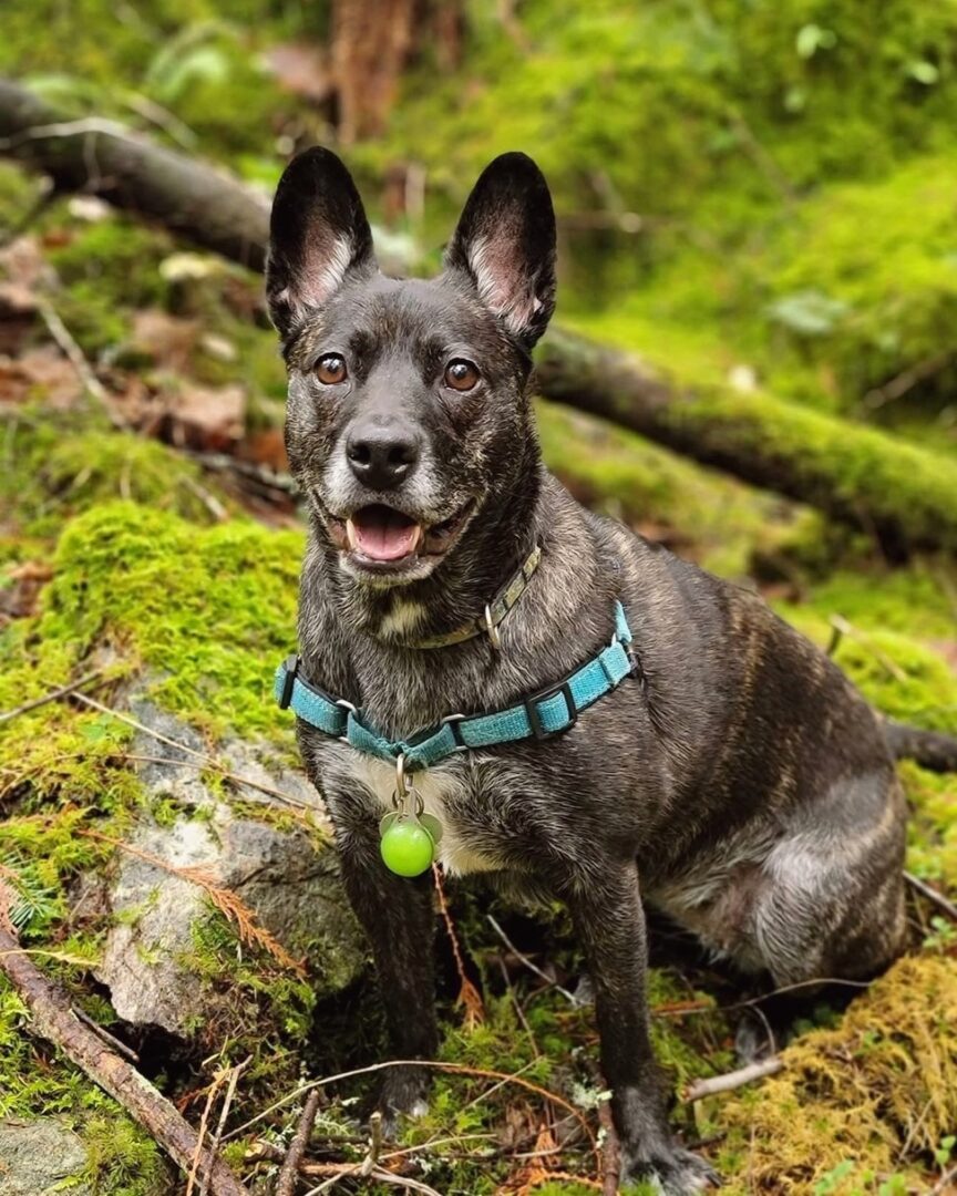 French Bulldog German Shepherd Mix: Info, Pictures & Facts