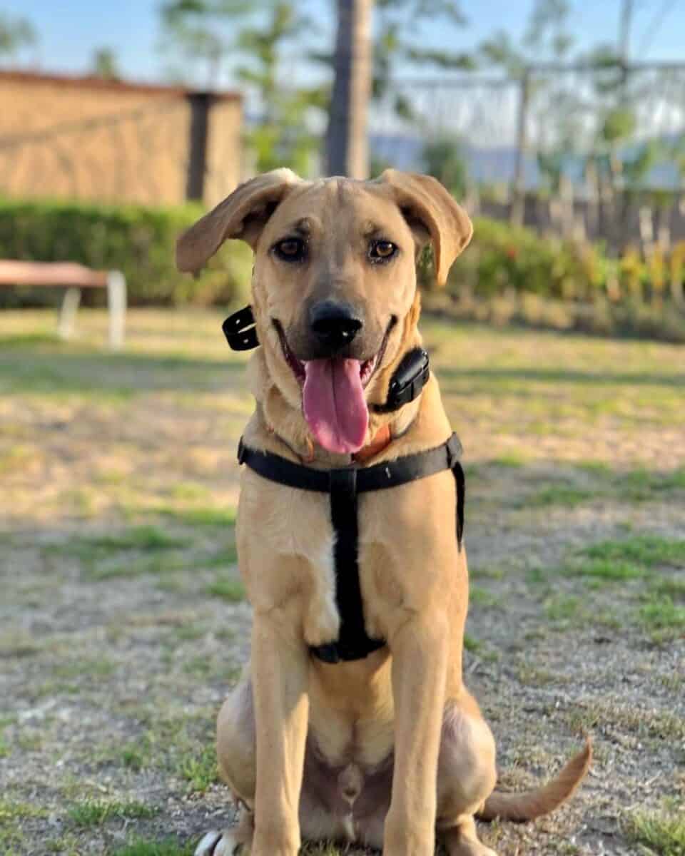 Black Mouth Cur Mixes 13 Fearless And Protective Crossbreeds
