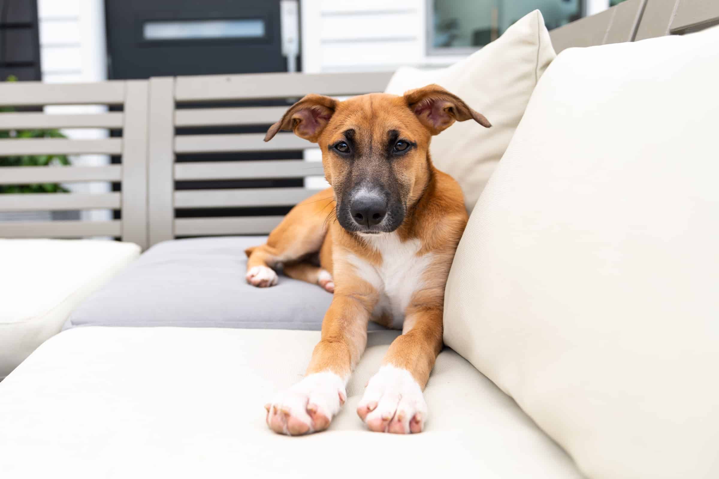 Black Mouth Cur Mixes: 13 Fearless and Protective Crossbreeds