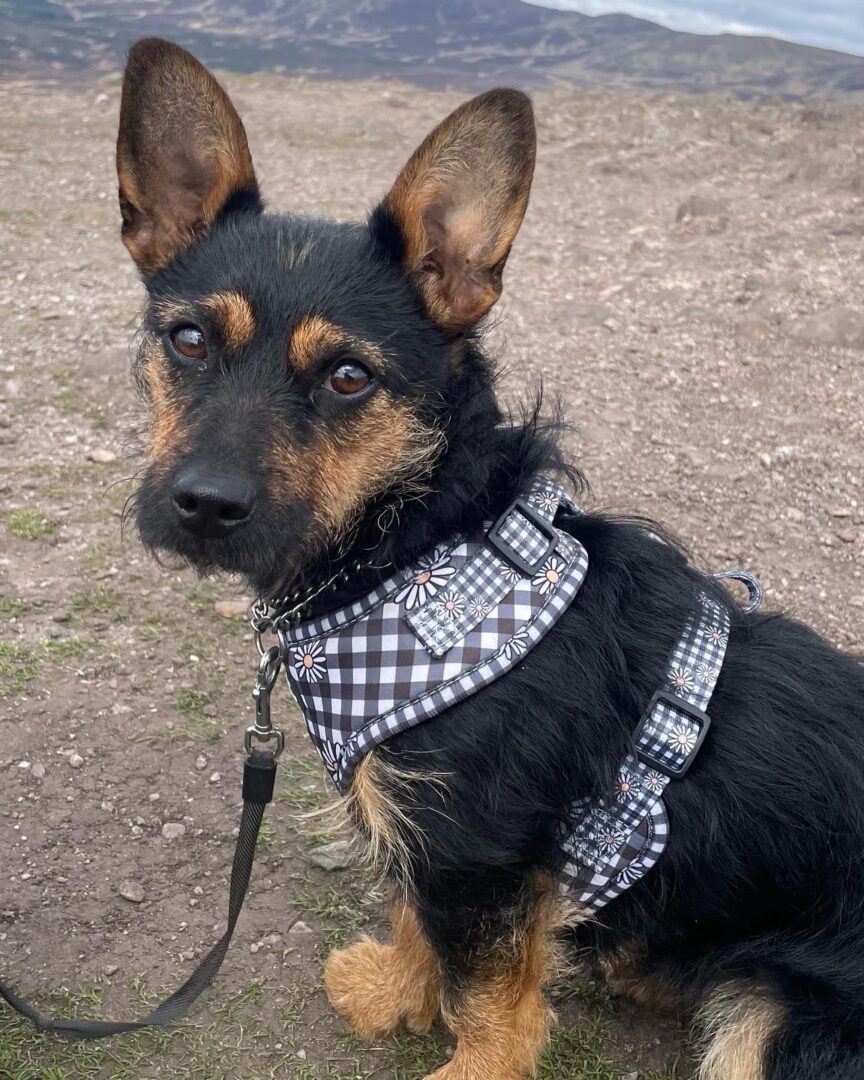 German Shepherd Yorkie Mix: Info, Pictures, Traits & Facts