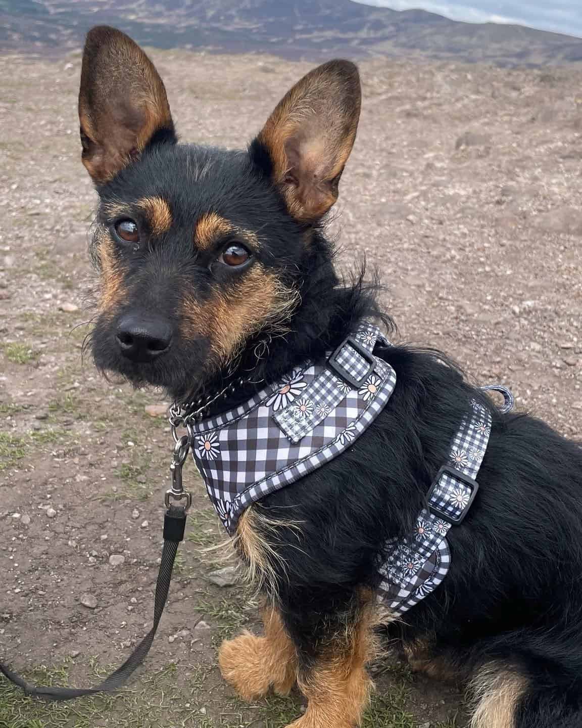 German Shepherd Yorkie Mix: Info, Pictures, Traits & Facts