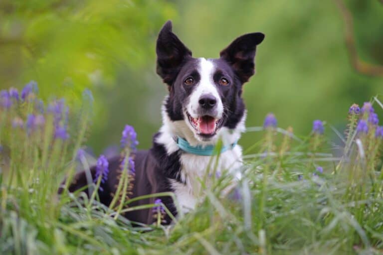 Short-Haired Border Collie: Facts, Pictures, Health & FAQs