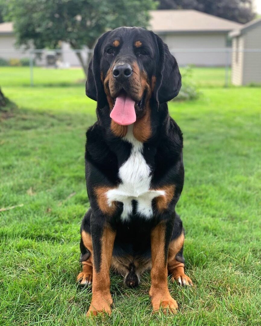 40 Bernese Mountain Dog Mixes You'll Love!