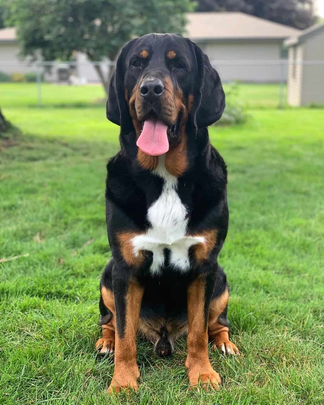 40 Bernese Mountain Dog Mixes You'll Love!