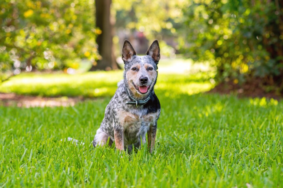 Queensland Heeler | Breed Information, Pictures, Traits & Facts