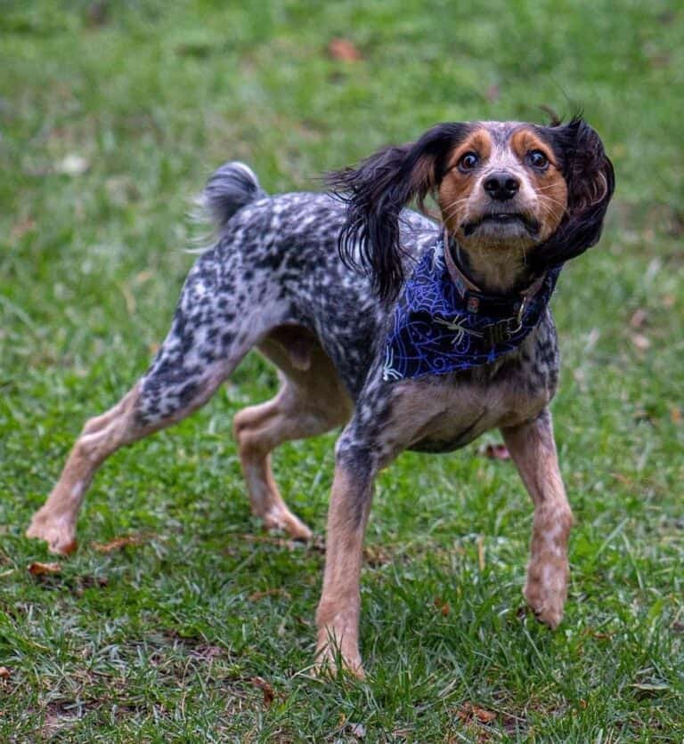 Cocker Spaniel Mixes: 38 Beautiful Crossbreeds