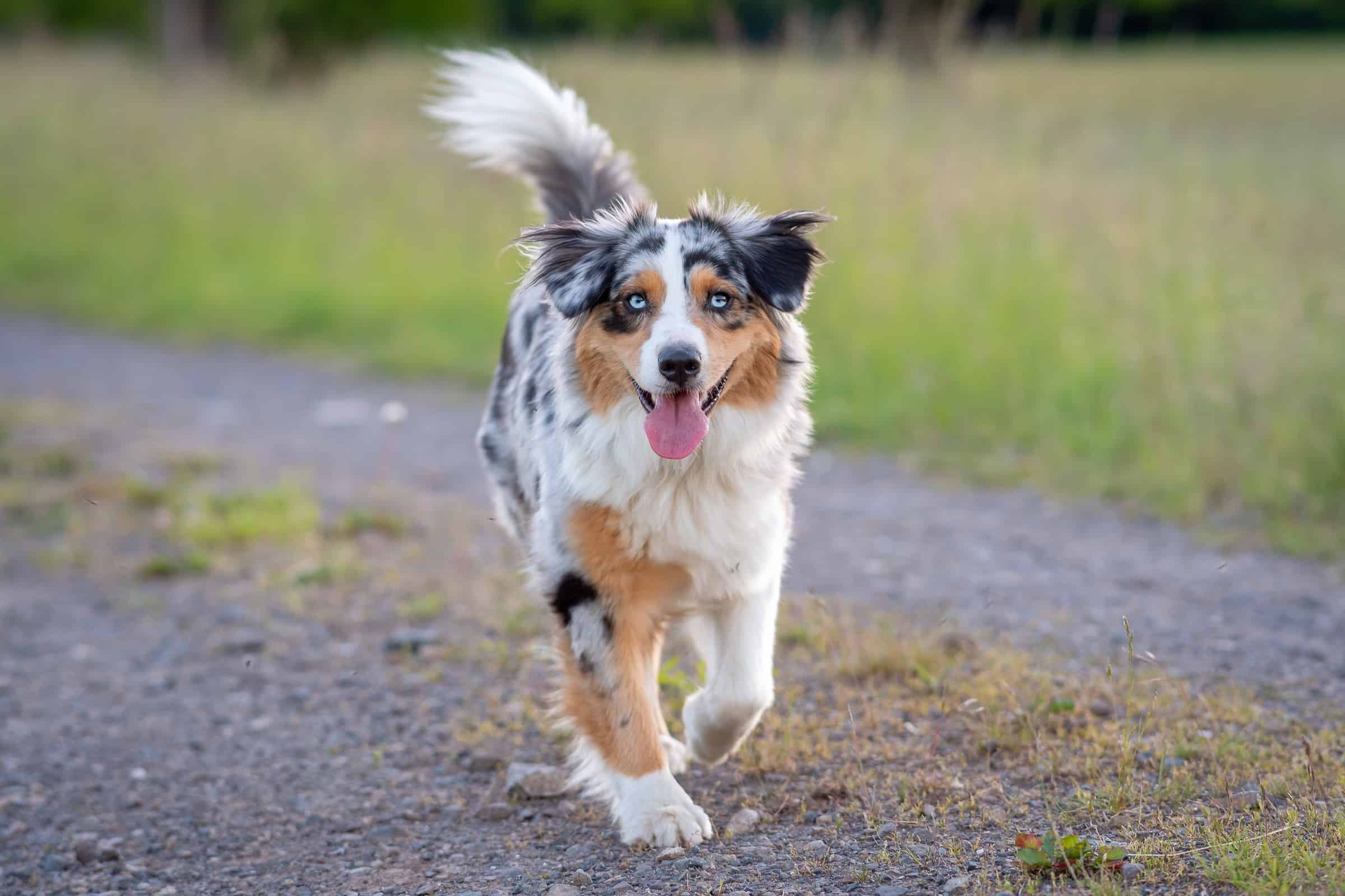 Why Do Australian Shepherds Have Blue Eyes? - Bubbly Pet