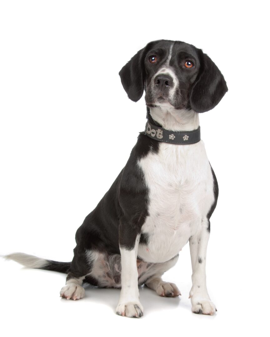 Cocker Spaniel Mixes: 38 Beautiful Crossbreeds