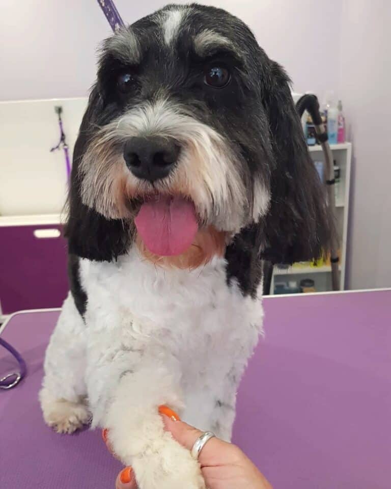 Cocker Spaniel Mixes: 38 Beautiful Crossbreeds