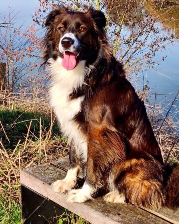 Saint Bernard Mixes: 25 Adorable Crossbreeds (With Pictures)