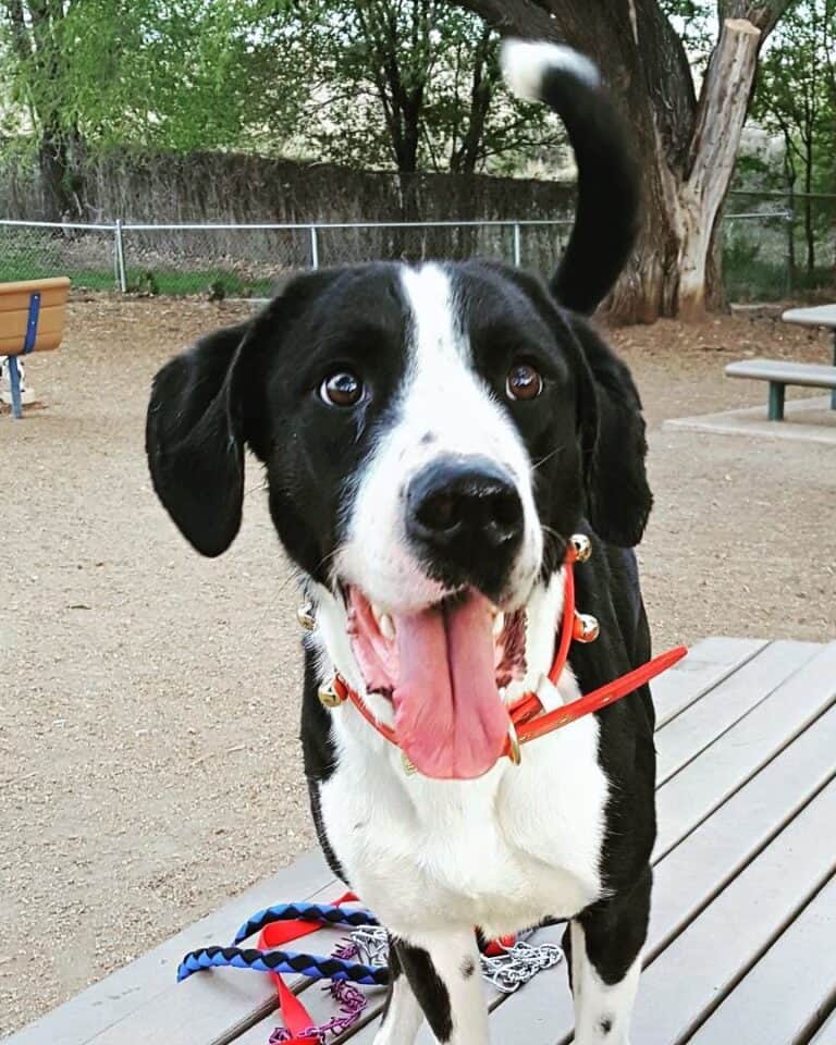 Black Mouth Cur Mixes: 13 Fearless and Protective Crossbreeds