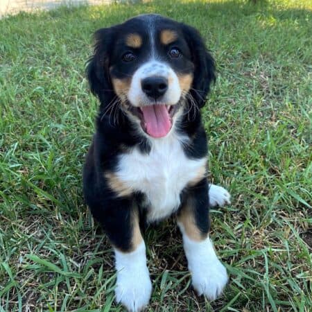 Cocker Spaniel Mixes: 38 Beautiful Crossbreeds