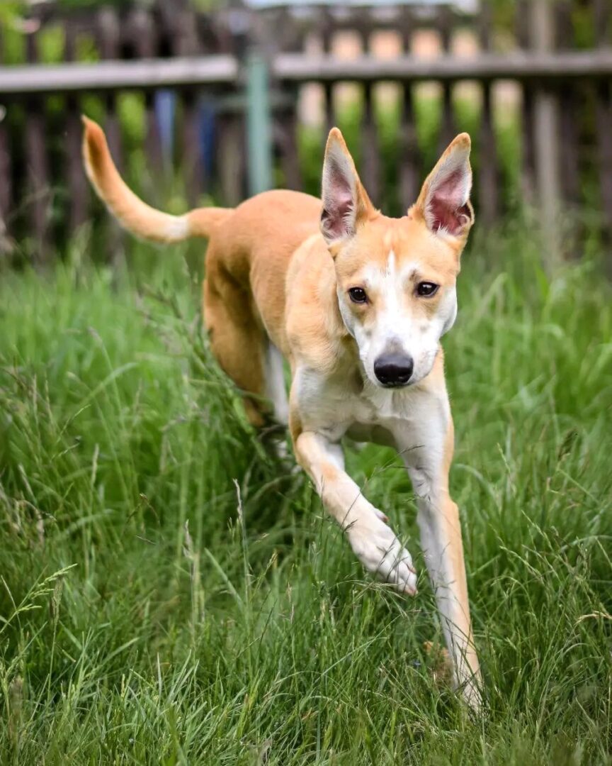 Whippet Mixes: 31 Different Whippet Hybrids