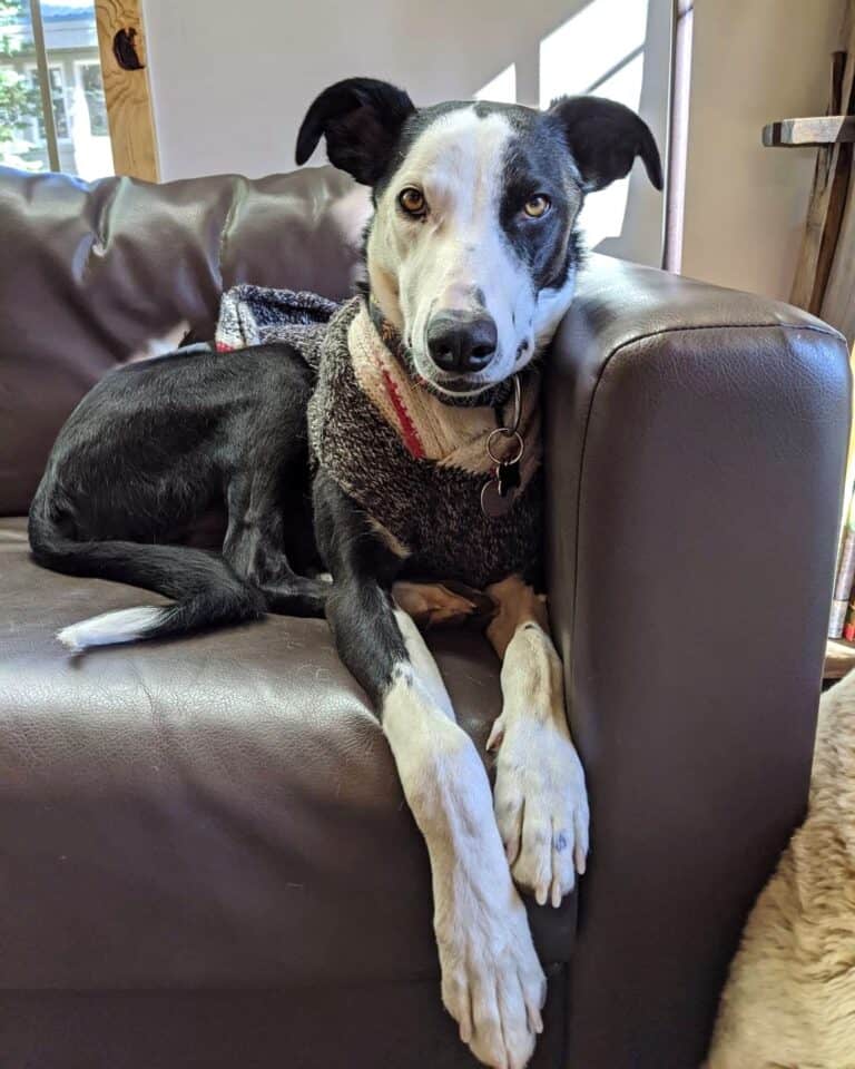 Greyhound Mixes: 21 Unique Crossbreeds (With Pictures)