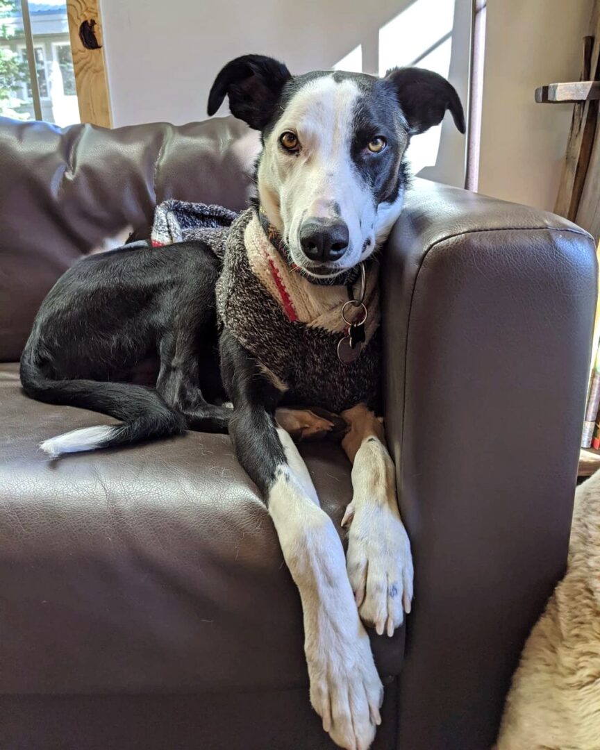 Greyhound Mixes: 21 Unique Crossbreeds (With Pictures)