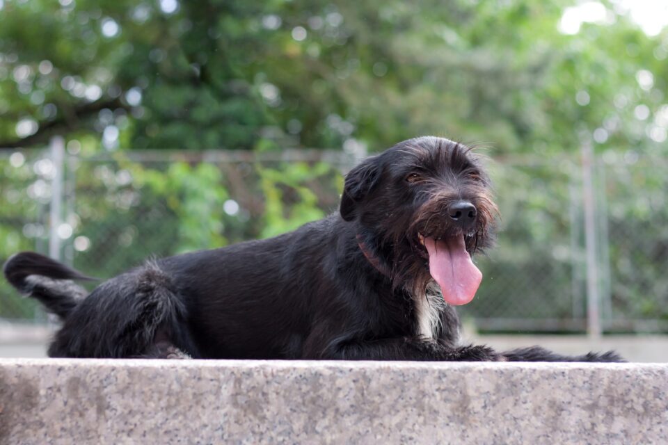 Schnauzer Mixes: 31 Beautiful Bearded Hybrids