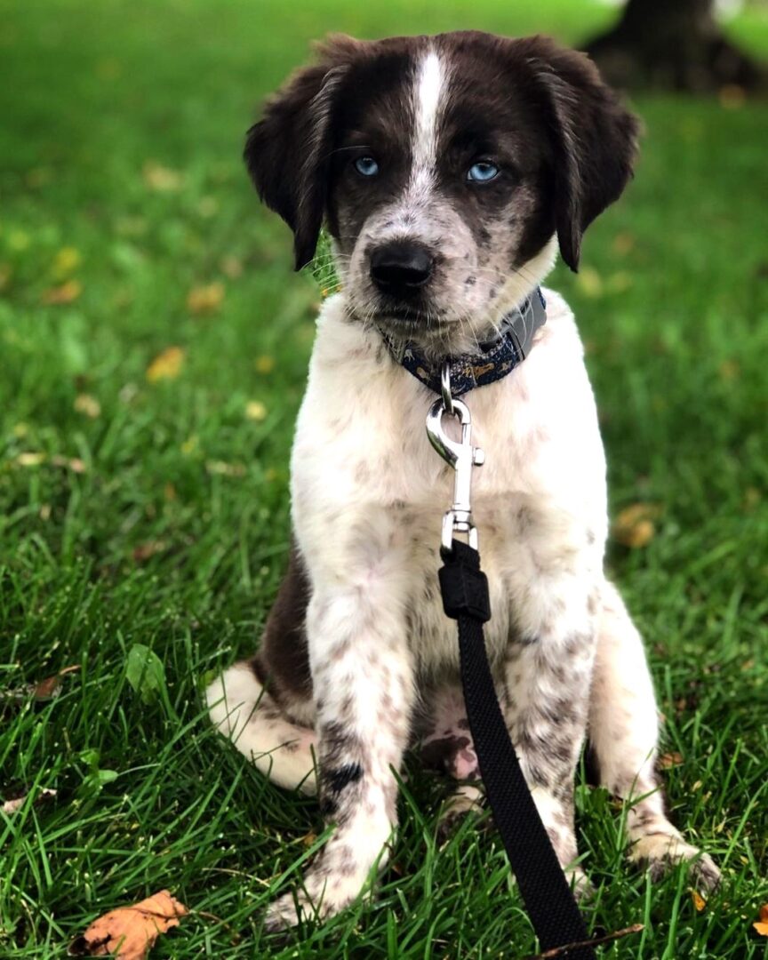 English Springer Spaniel Mixes: 28 Unique & Smart Crossbreeds