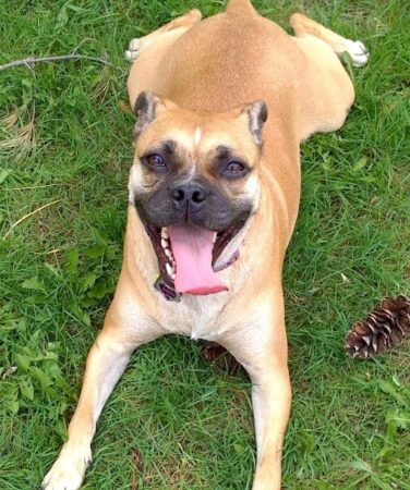 Cocker Spaniel Mixes: 38 Beautiful Crossbreeds