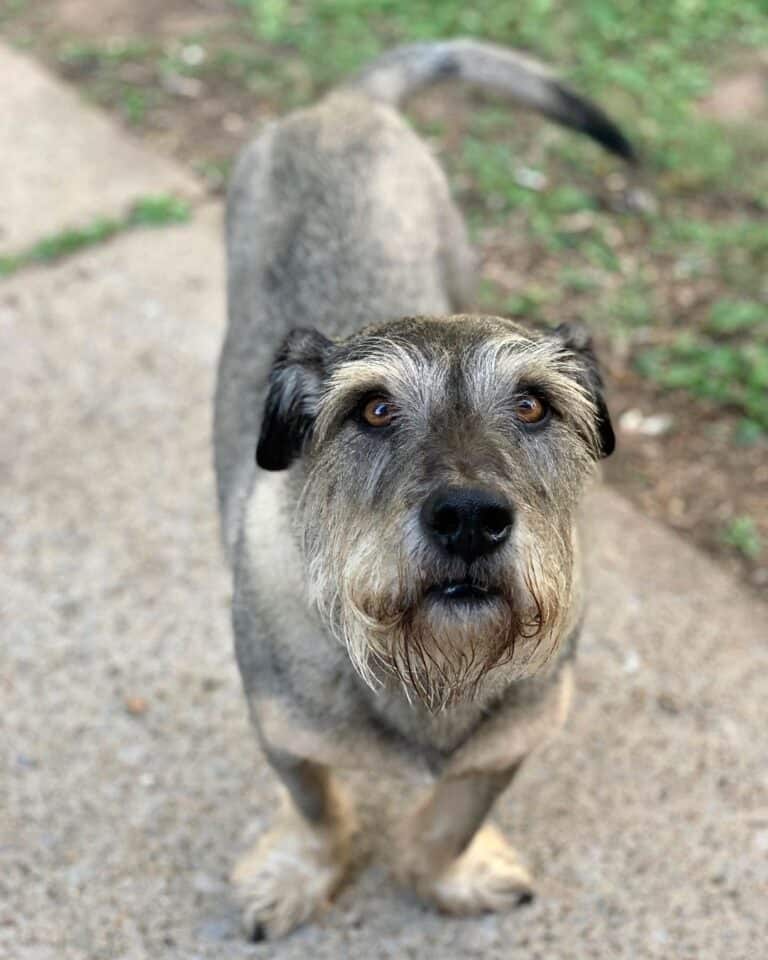 Schnauzer Mixes: 31 Beautiful Bearded Hybrids