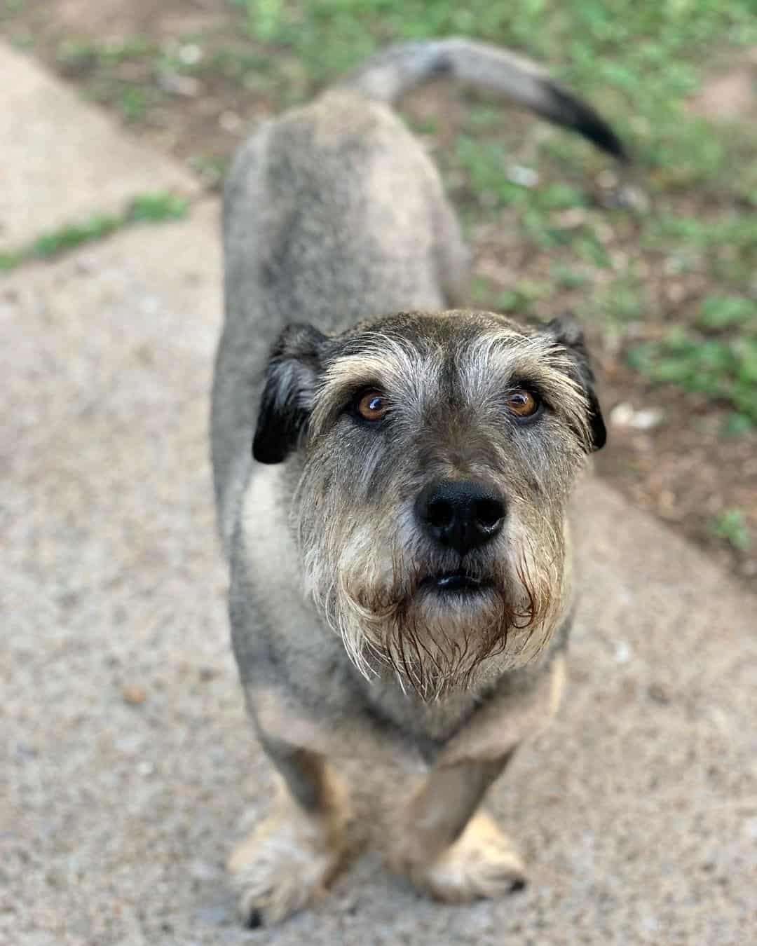 Schnauzer Mixes: 31 Beautiful Bearded Hybrids