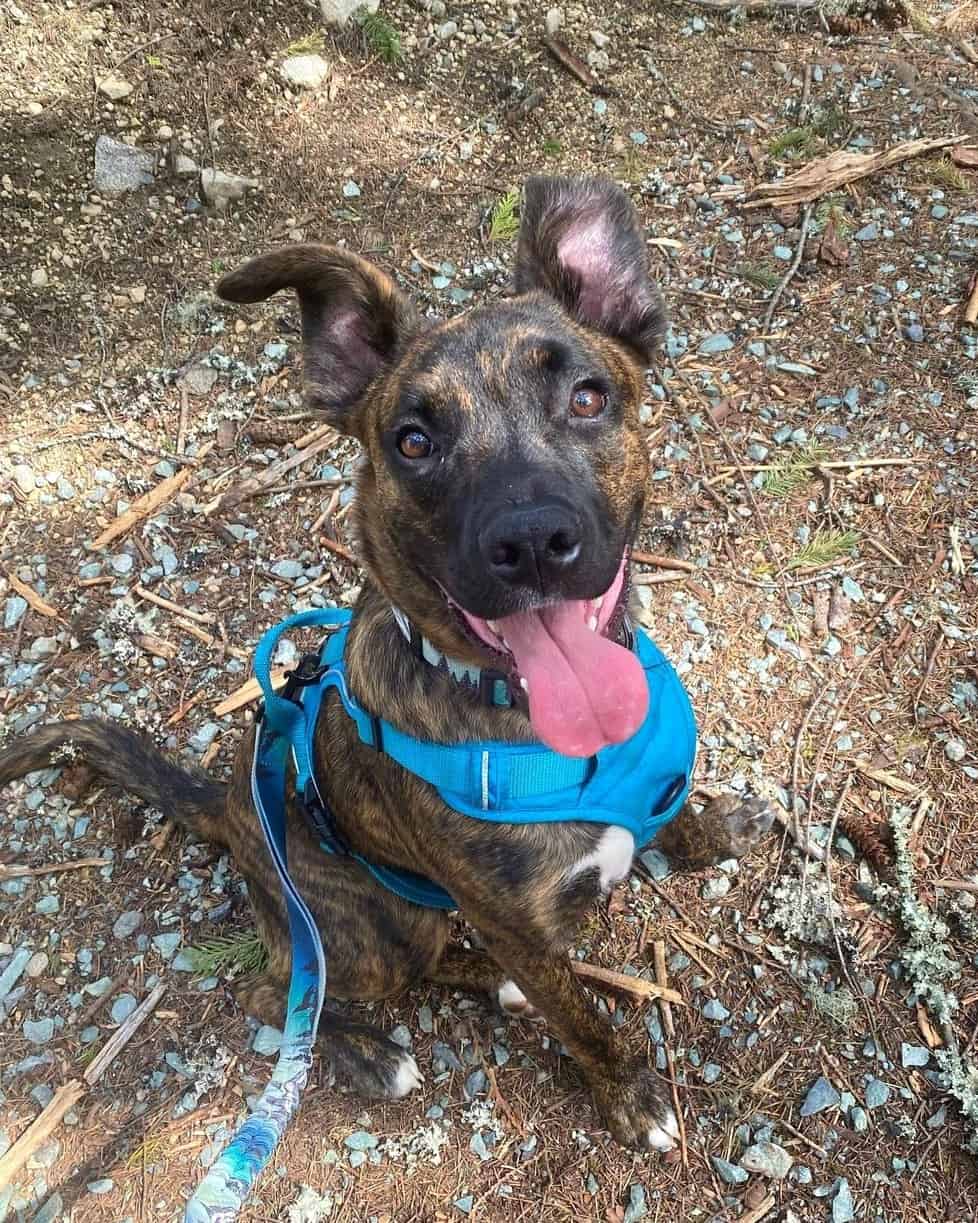 Dutch Shepherd Mixes: 8 Different Crossbreeds You'll Love