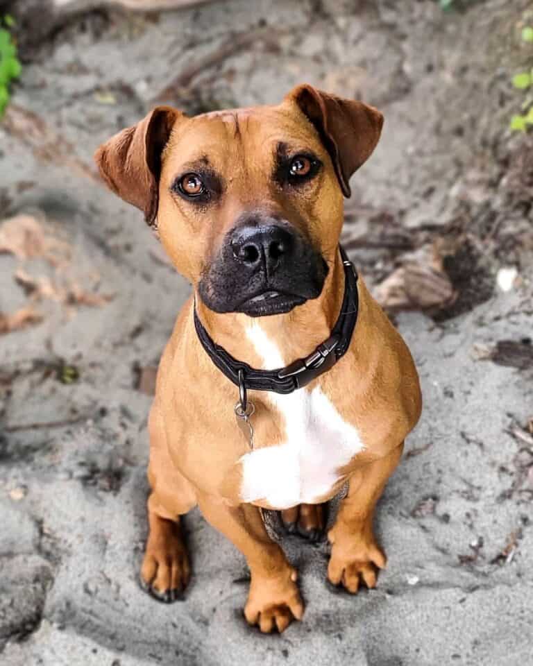 Whippet Mixes: 31 Different Whippet Hybrids