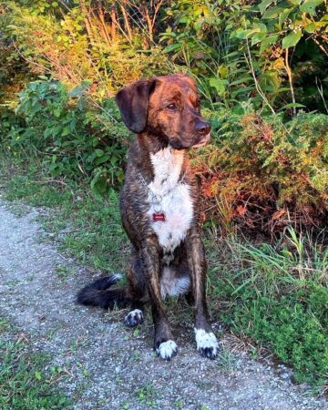 English Springer Spaniel Mixes: 28 Unique & Smart Crossbreeds