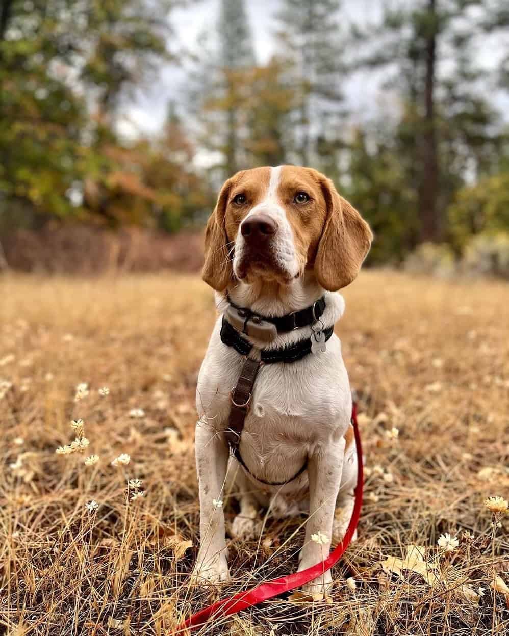 Brittany Spaniel Mixes: 21 Beautiful Crossbreeds