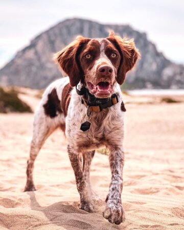 English Springer Spaniel Mixes: 28 Unique & Smart Crossbreeds