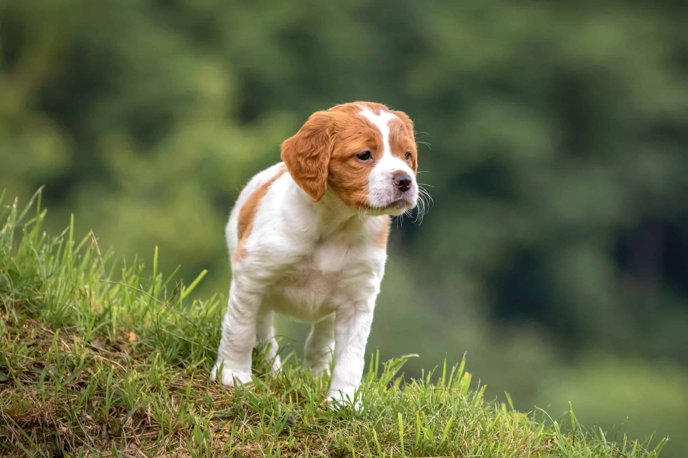 Brittany Spaniel Mixes: 21 Beautiful Crossbreeds (With Pictures)