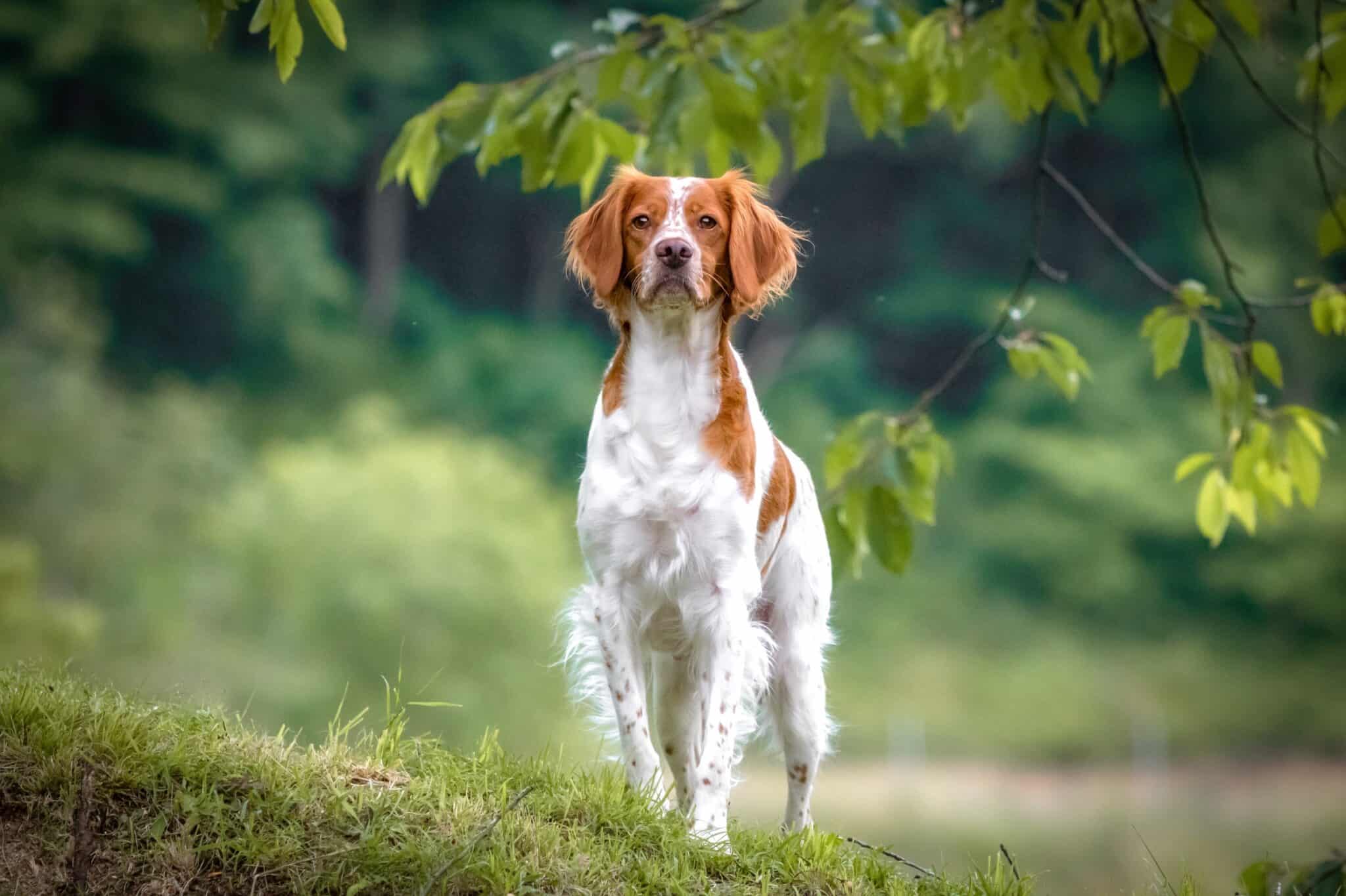 Brittany Spaniel Mixes: 21 Beautiful Crossbreeds