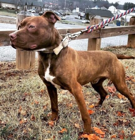 11 Most Popular Pitbull Bloodlines - Bubbly Pet