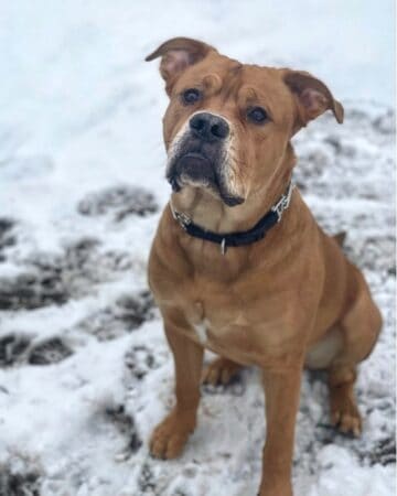 Bullmastiff German Shepherd Mix: Info, Pictures, Traits & Facts