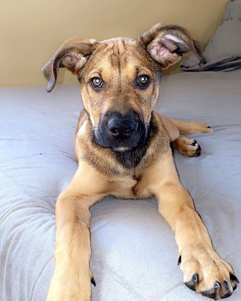 Bullmastiff German Shepherd Mix: Info, Pictures, Traits & Facts