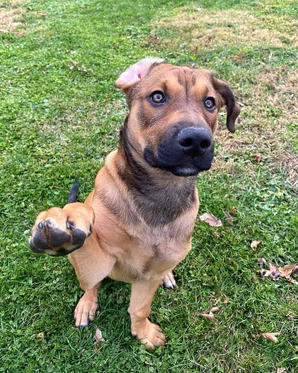 Bullmastiff German Shepherd Mix: Info, Pictures, Traits & Facts