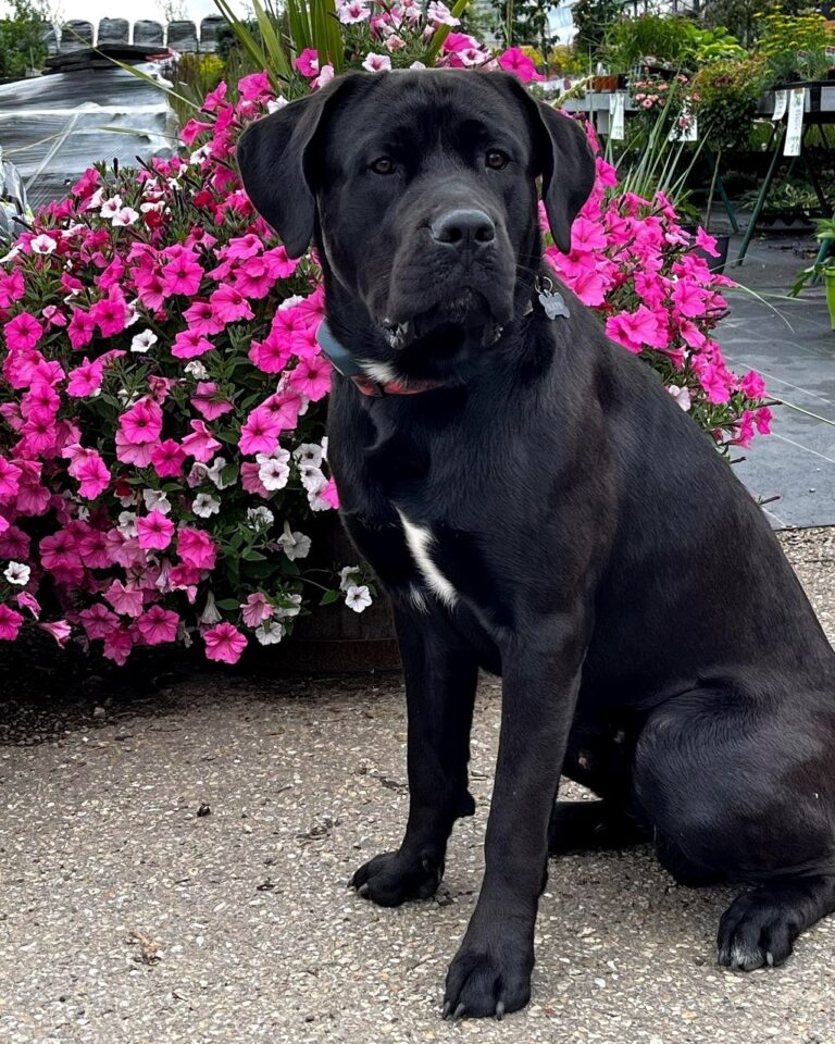 40 Bernese Mountain Dog Mixes You'll Love! (With Pictures)