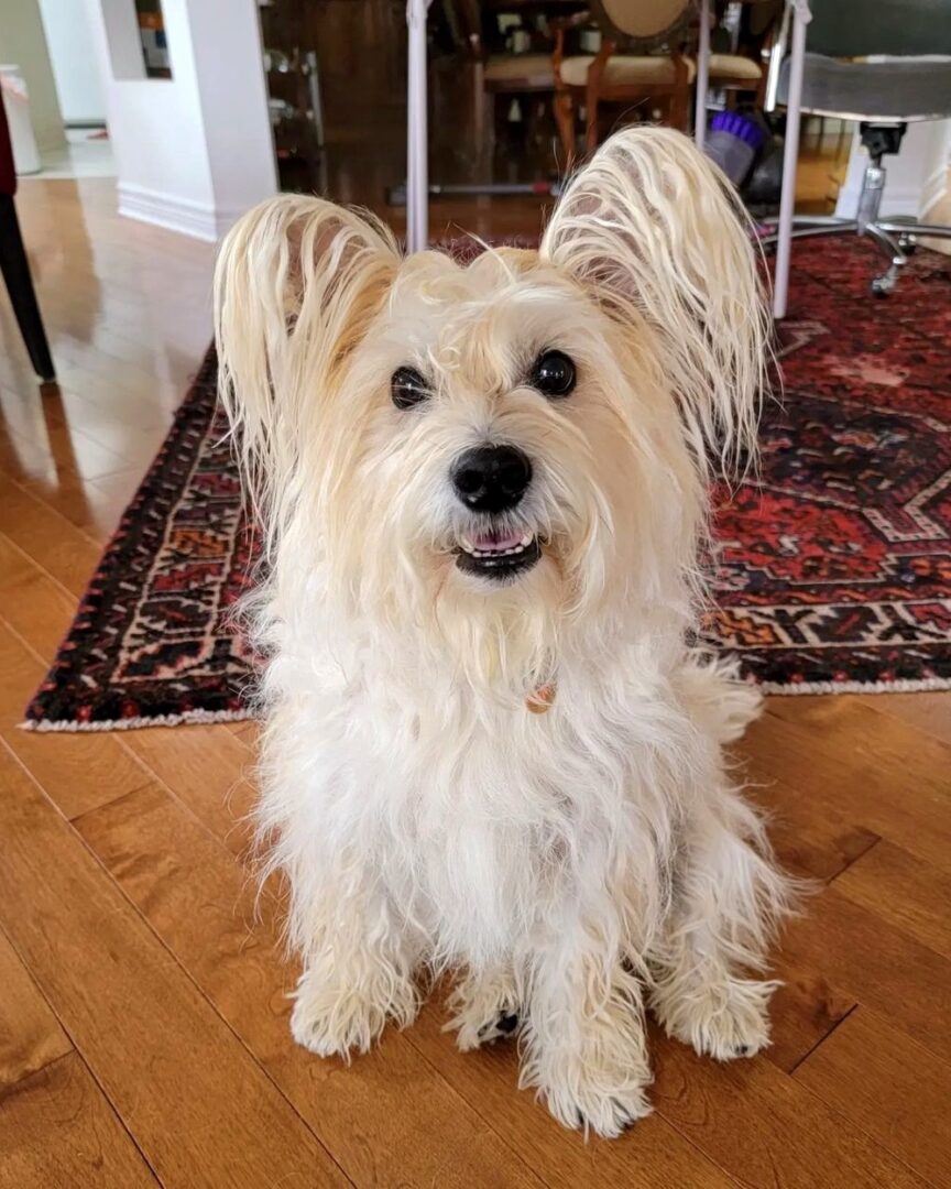 Schnauzer Mixes: 31 Beautiful Bearded Hybrids