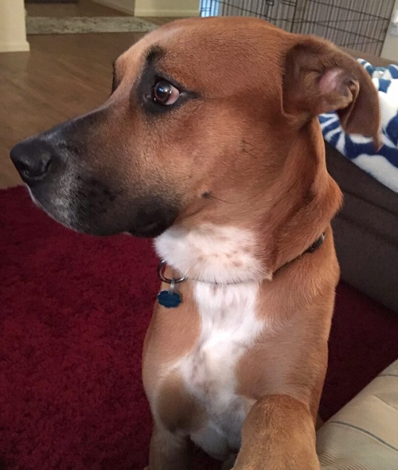 Black Mouth Cur Mixes: 13 Fearless and Protective Crossbreeds